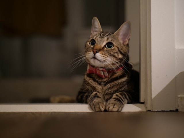 What Do Cats Need? 9 Essential Must-Haves for a Happy New – Catati Cat ...