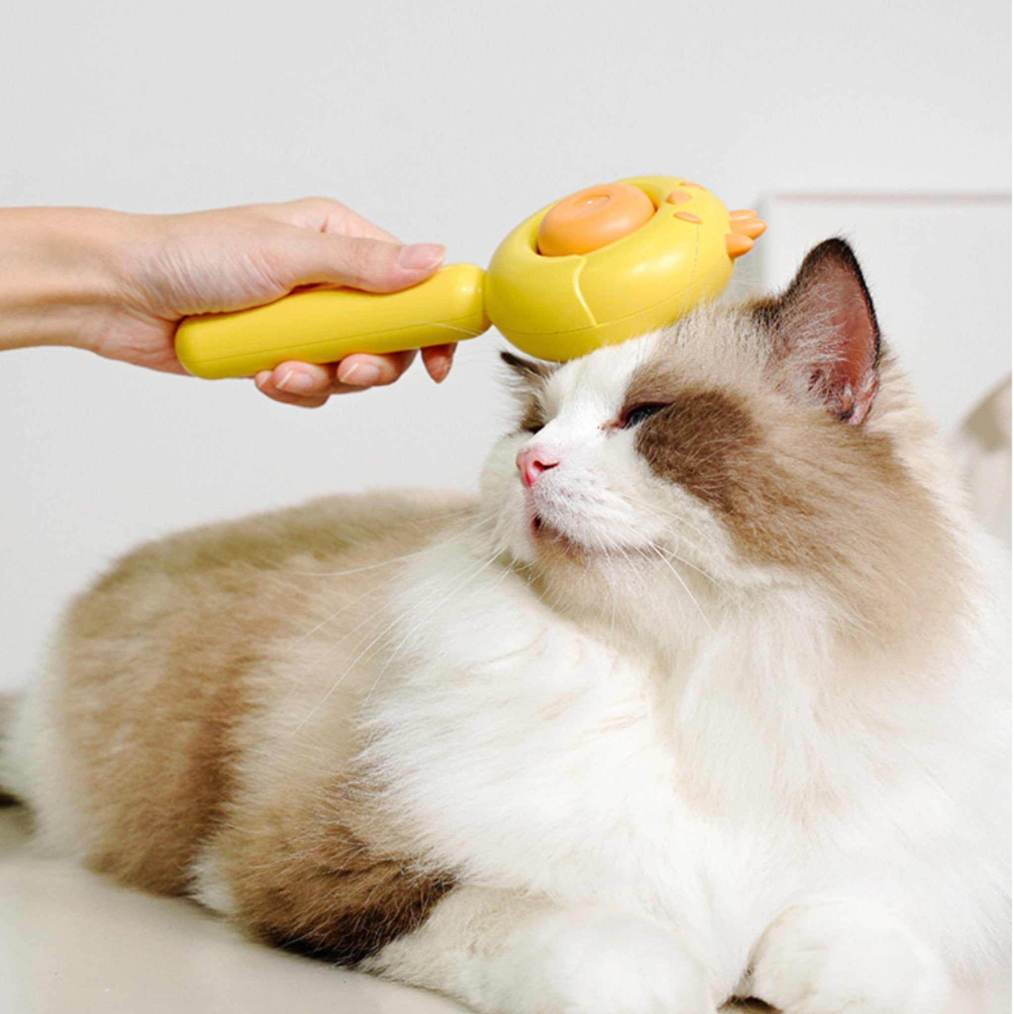 Online Cat Shop | Cat Supplies & Products Store NZ | Catati